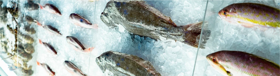 PORTIONS & STEAKS – Ocean2Fish